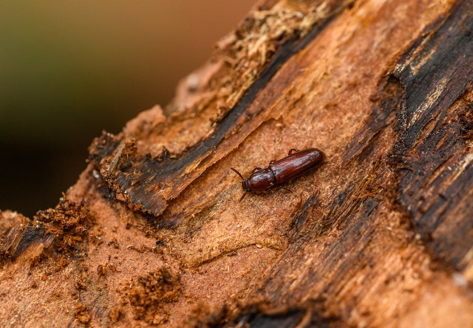 The Most Common Types of Brown Beetles in a House – Remedy, DIY Pest ...