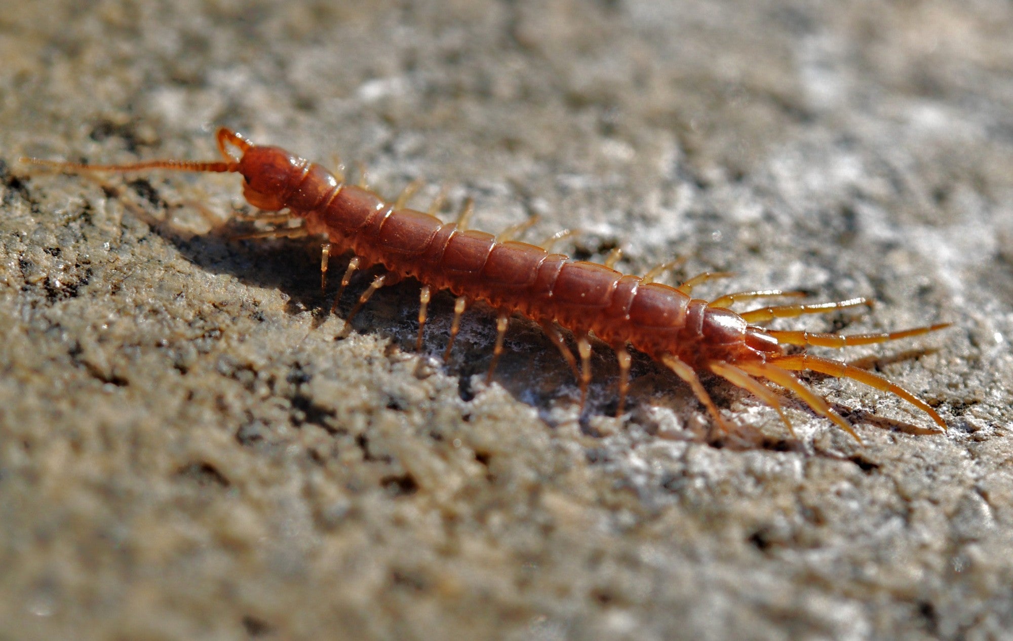 Where Do Centipedes Come From? – Remedy, DIY Pest Control