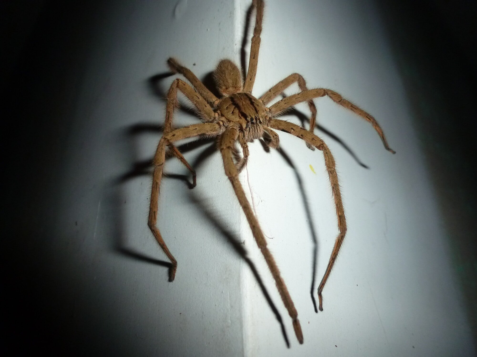 How to Get Rid of Wolf Spiders – Remedy, DIY Pest Control